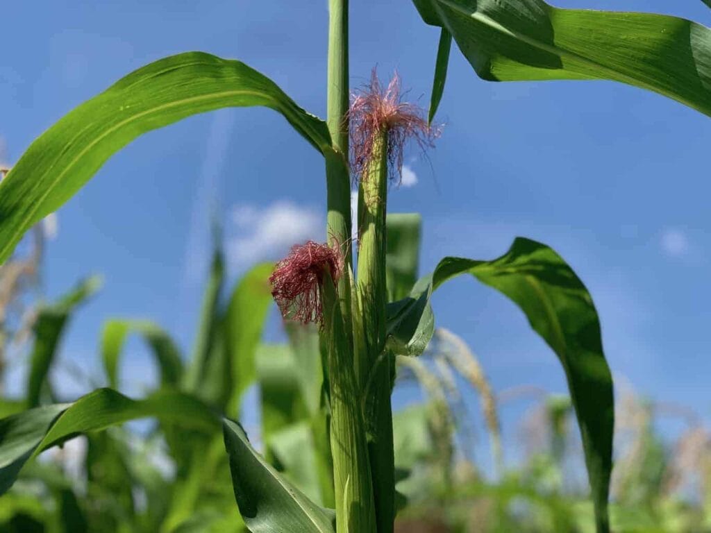 Corn Arrives at Black Cat Farm & Market Bounty - Blackcat Restaurant ...