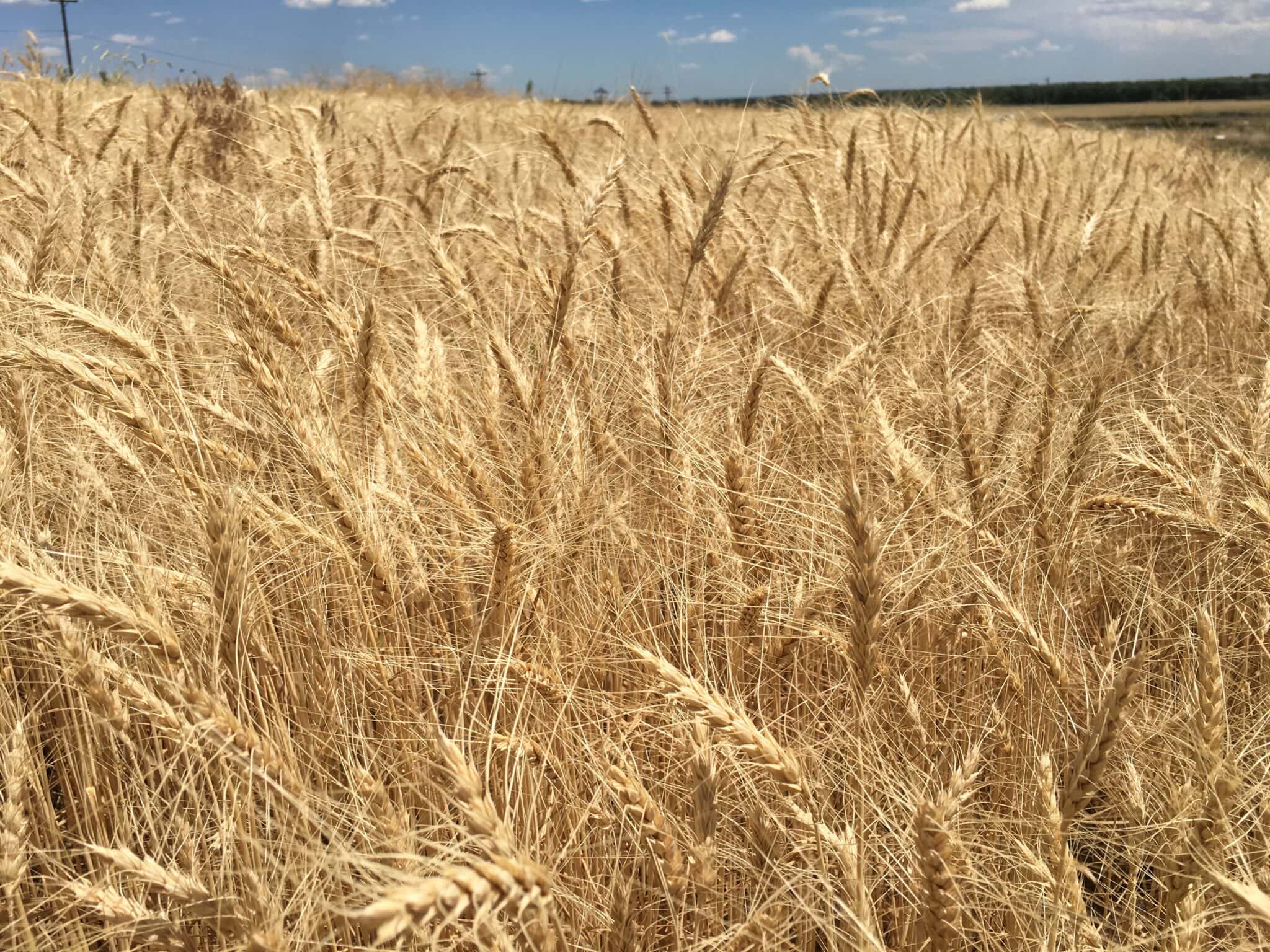 Black Cat Farm Grain - Blackcat Restaurant | Farm to Table Boulder